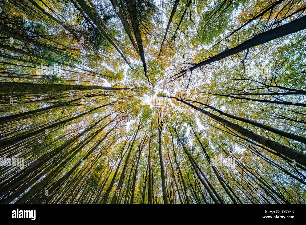A breathtaking view featuring vibrant autumn foliage beautifully ...