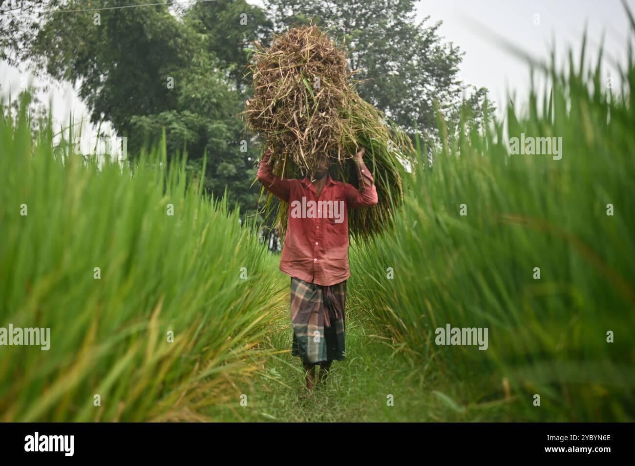 Dhaka, Bangladesh. 20th Oct, 2024. Farmers harvest rice in Bogura ...
