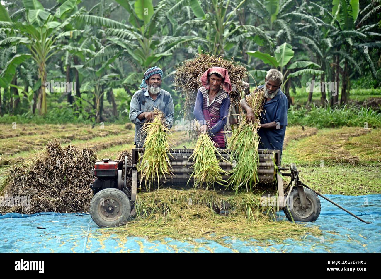 Dhaka, Bangladesh. 20th Oct, 2024. Farmers harvest rice in Bogura ...