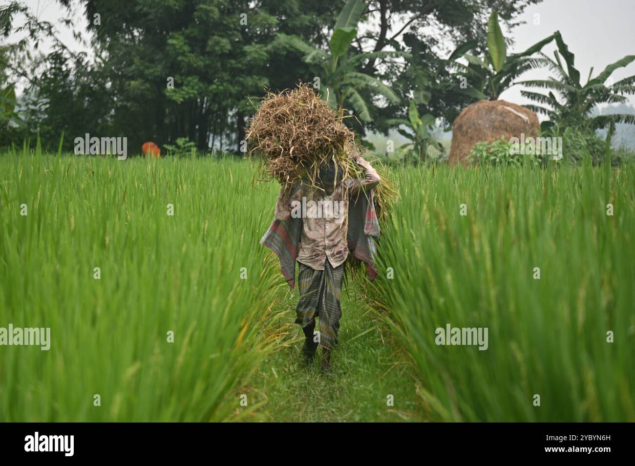 Dhaka, Bangladesh. 20th Oct, 2024. Farmers harvest rice in Bogura ...