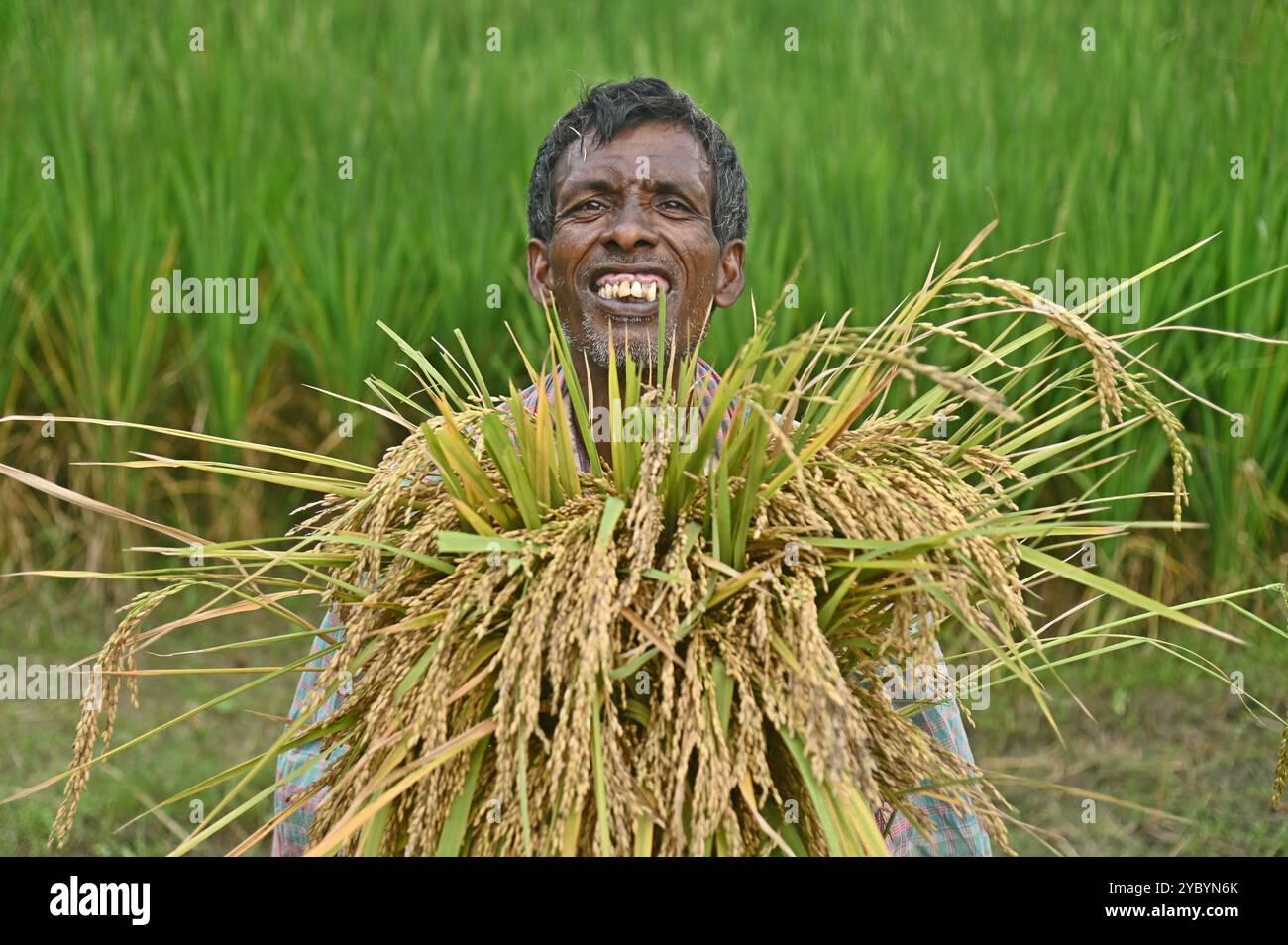 Dhaka, Bangladesh. 20th Oct, 2024. Farmers harvest rice in Bogura ...