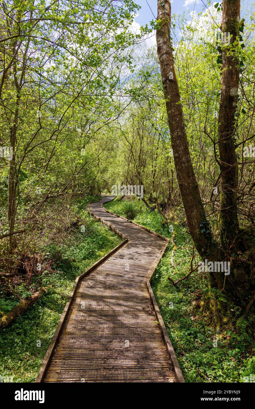 Coed y cerrig national nature reserve hi-res stock photography and ...