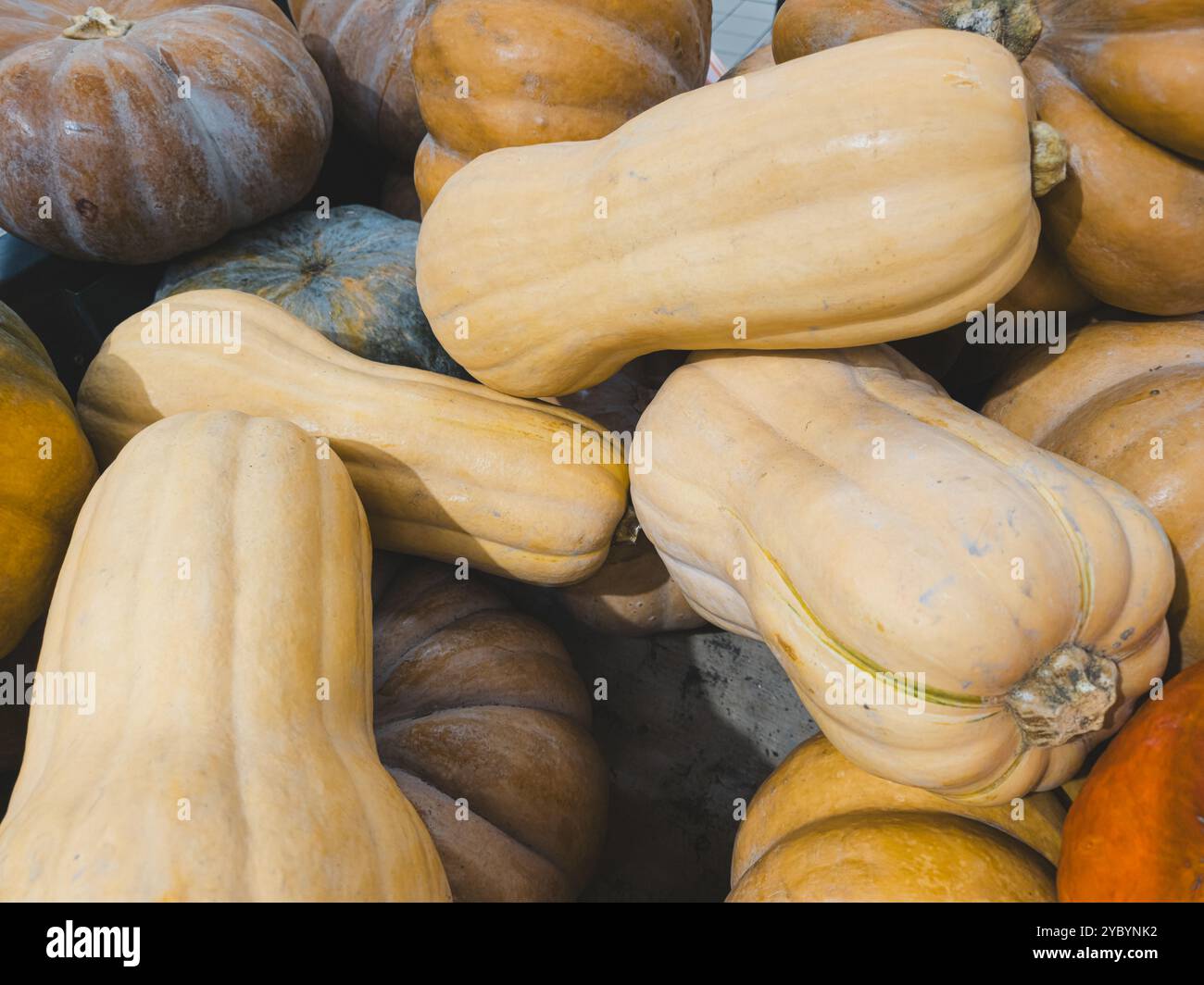 Different pumpkins are on the counter in the store. Big pumpkins ...