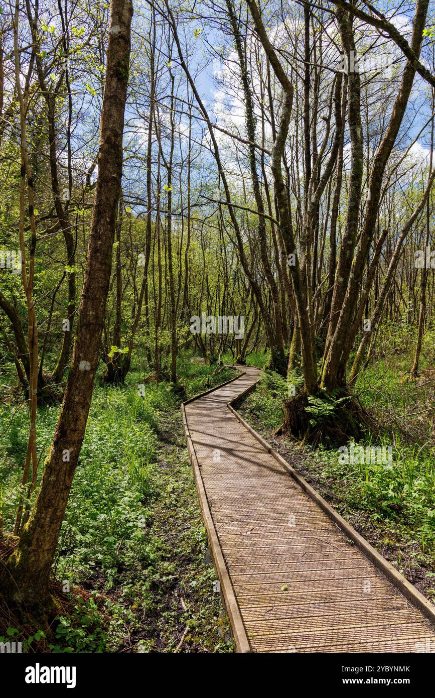 Boardwalk at Coed y Cerrig nature reserve, Wales, UK Stock Photo - Alamy