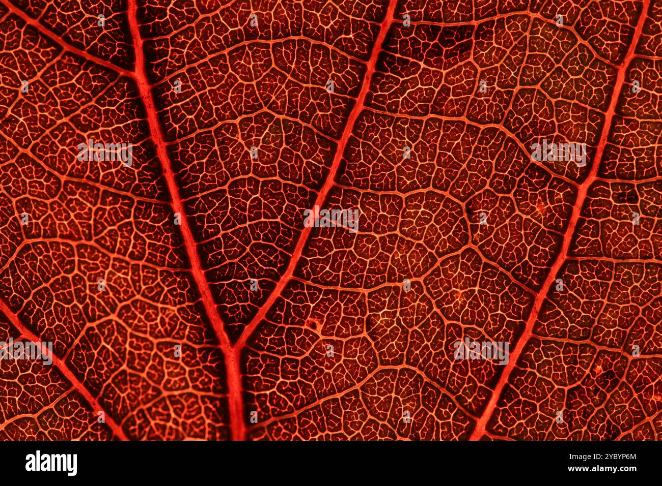 Red leaf texture, extreme close up Stock Photo - Alamy