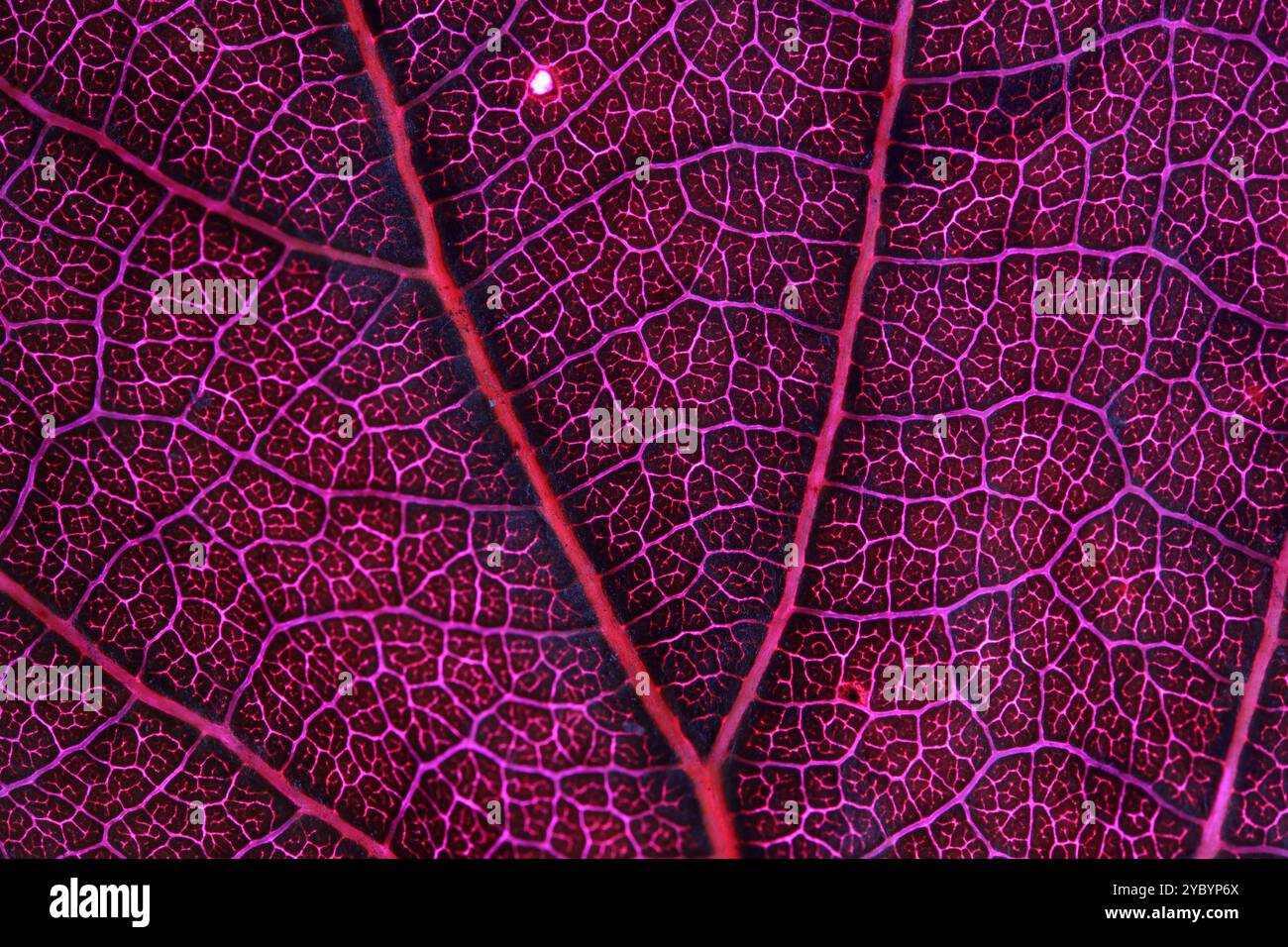 Pink leaf texture, extreme close up, natural lines Stock Photo - Alamy