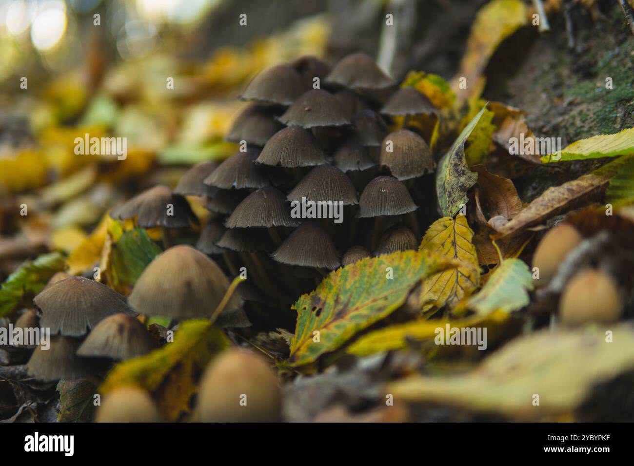 Detail of Coprinellus disseminatus commonly known as the fairy inkcap ...