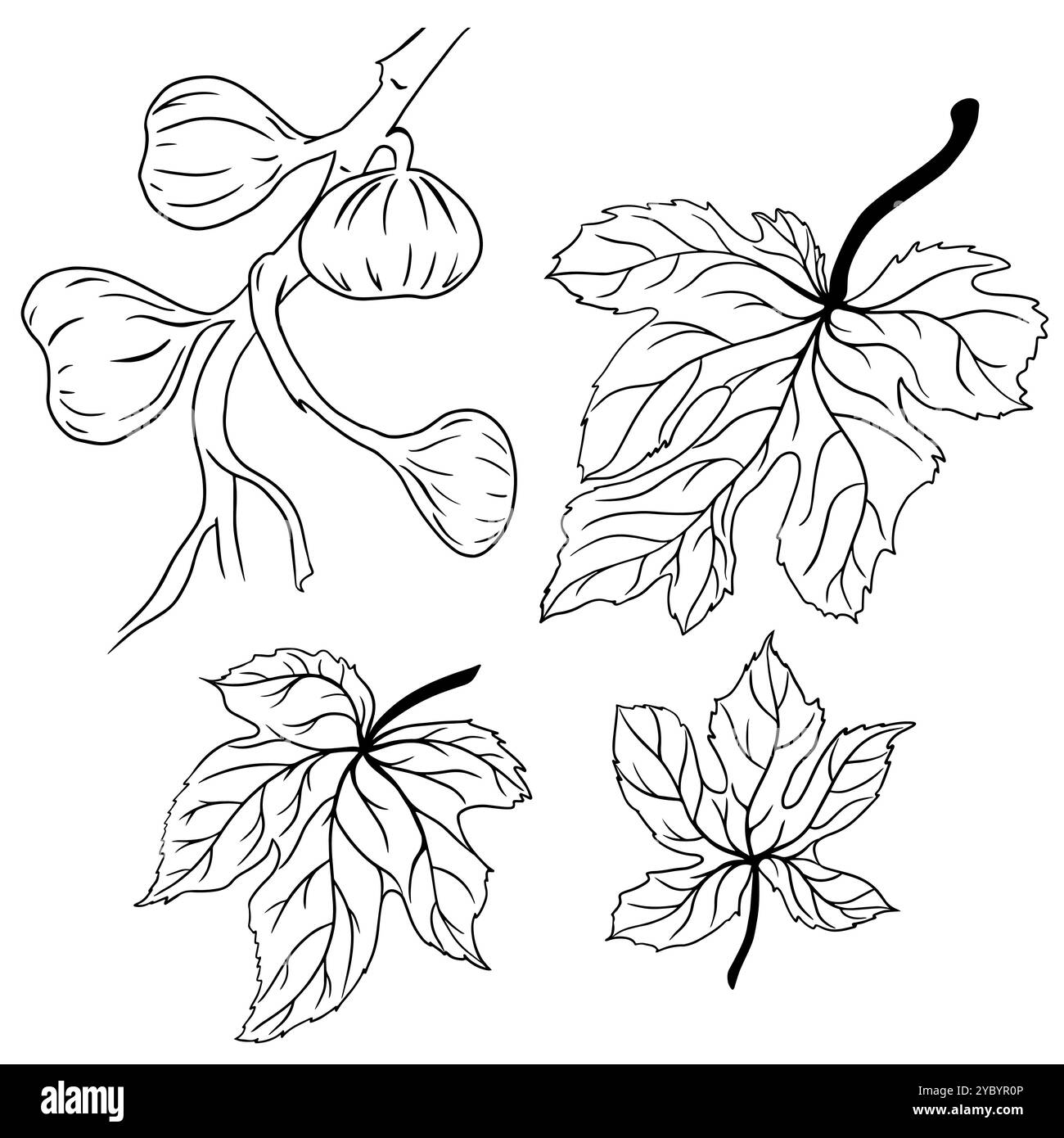 Monochrome clipart of fig branch with leaves on white background Stock Vector Image & Art - Alamy