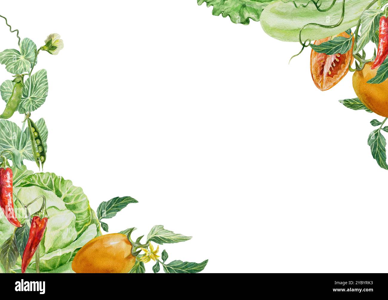 Vegetable frame horizontal. Cabbage, zucchini, tomato, peas, pepper ...