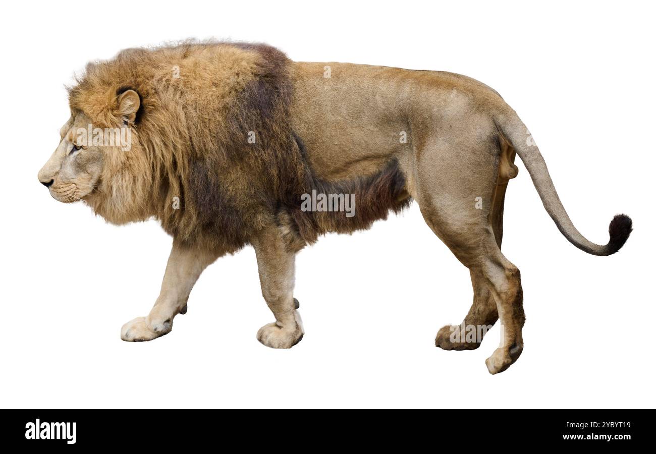 Adult lion walking, side view. Animal on isolated background Stock ...