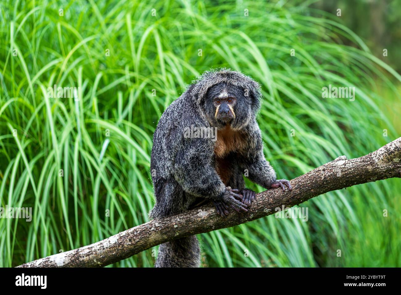 Female white-faced saki (Pithecia pithecia), Guianan saki, the golden ...