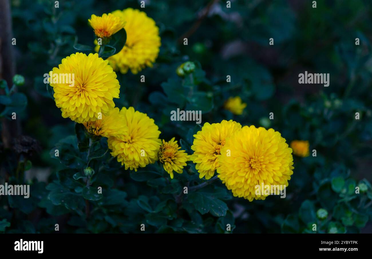 Yellow daisies single-leaf chrysanthemums in the garden Stock Photo - Alamy