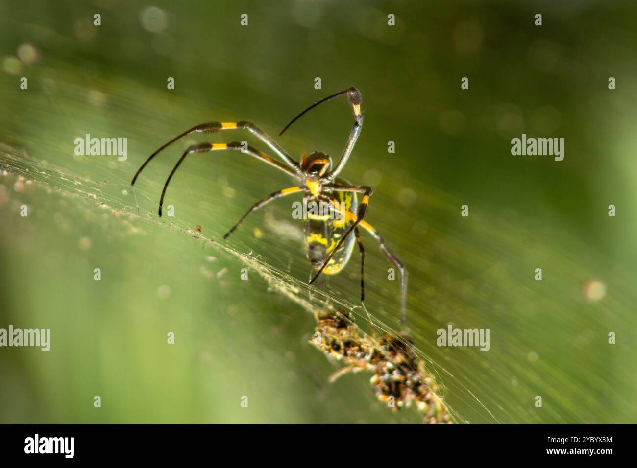 closeup of spider with big eyes, yellow and black body sitting on ...