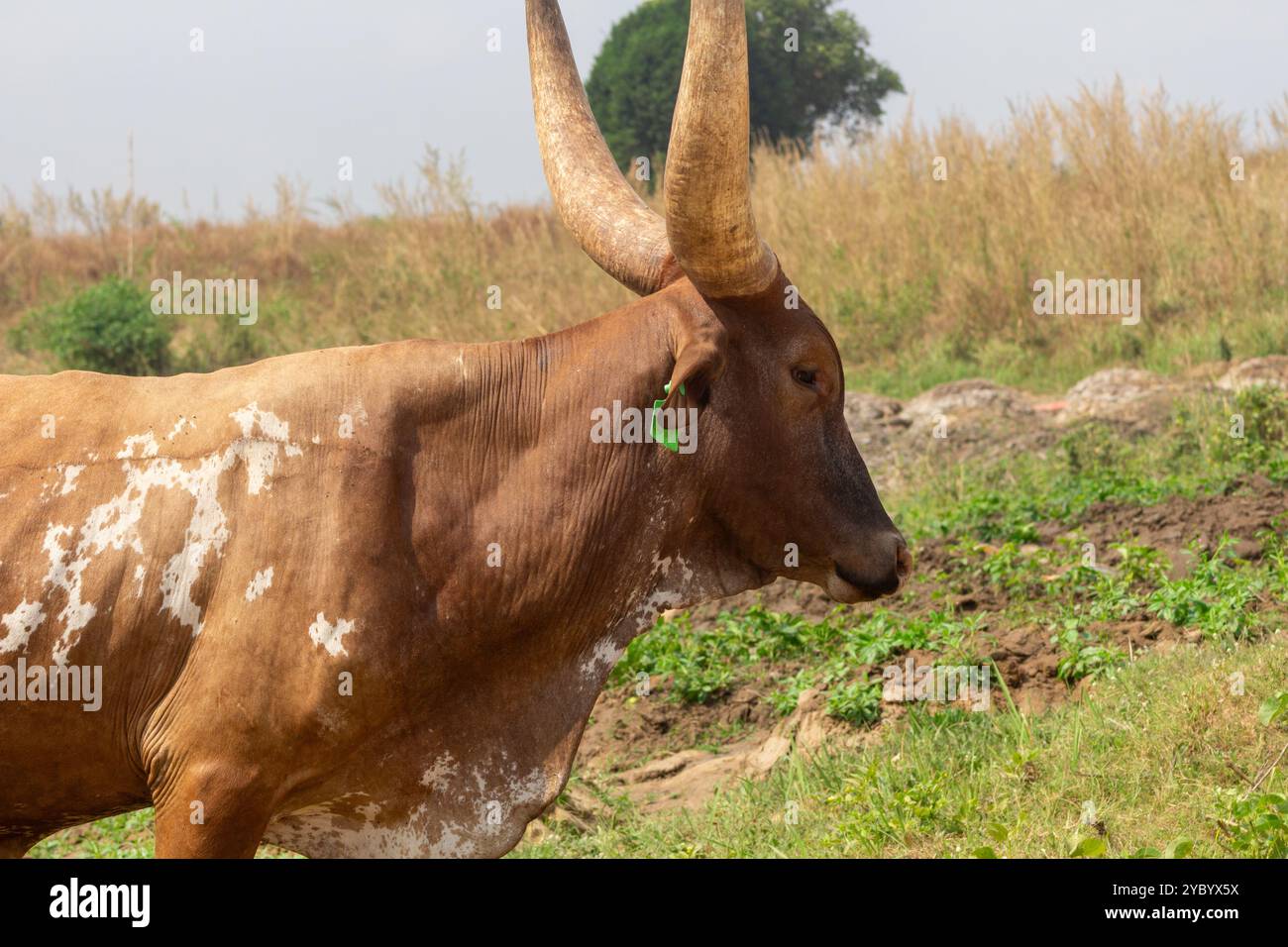 big red and white bull with big horns and ear tags closeup of front end ...