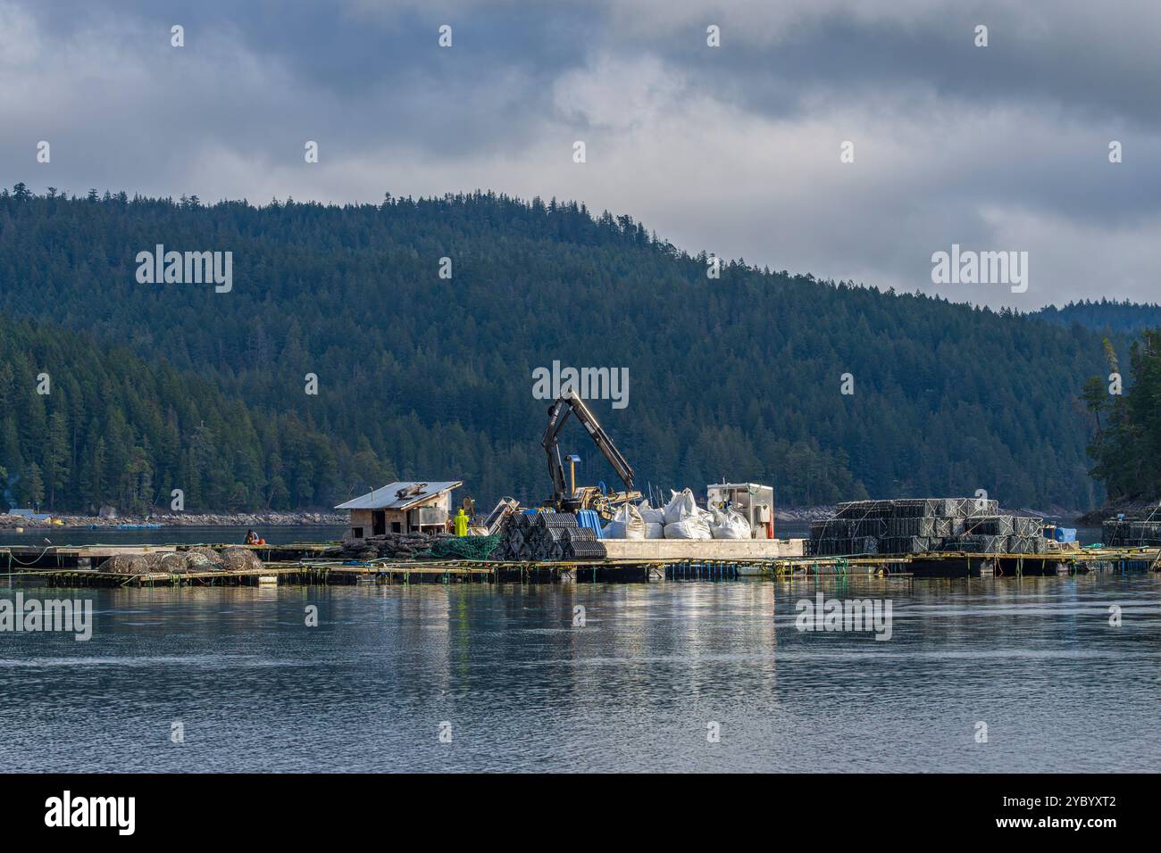 Commercial oyster farming operation in Girge Harbour on Cortes Island ...