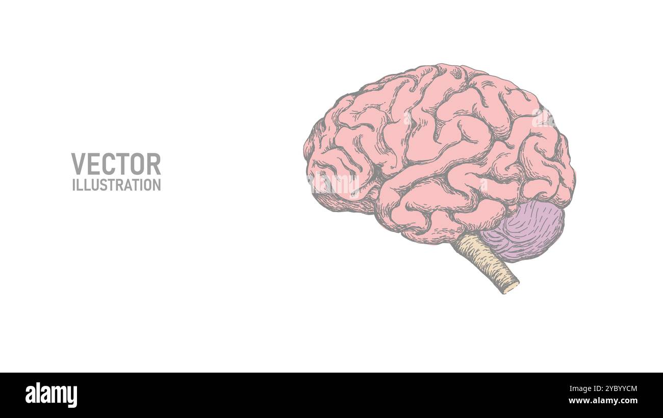 Anatomical human brain line drawing. Coaching session problem solution ... Anatomical human brain line drawing. Coaching session problem solution ...