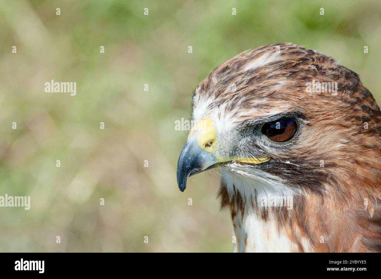A bird of prey at a falconry display at a country show in Yorkshire, UK ...