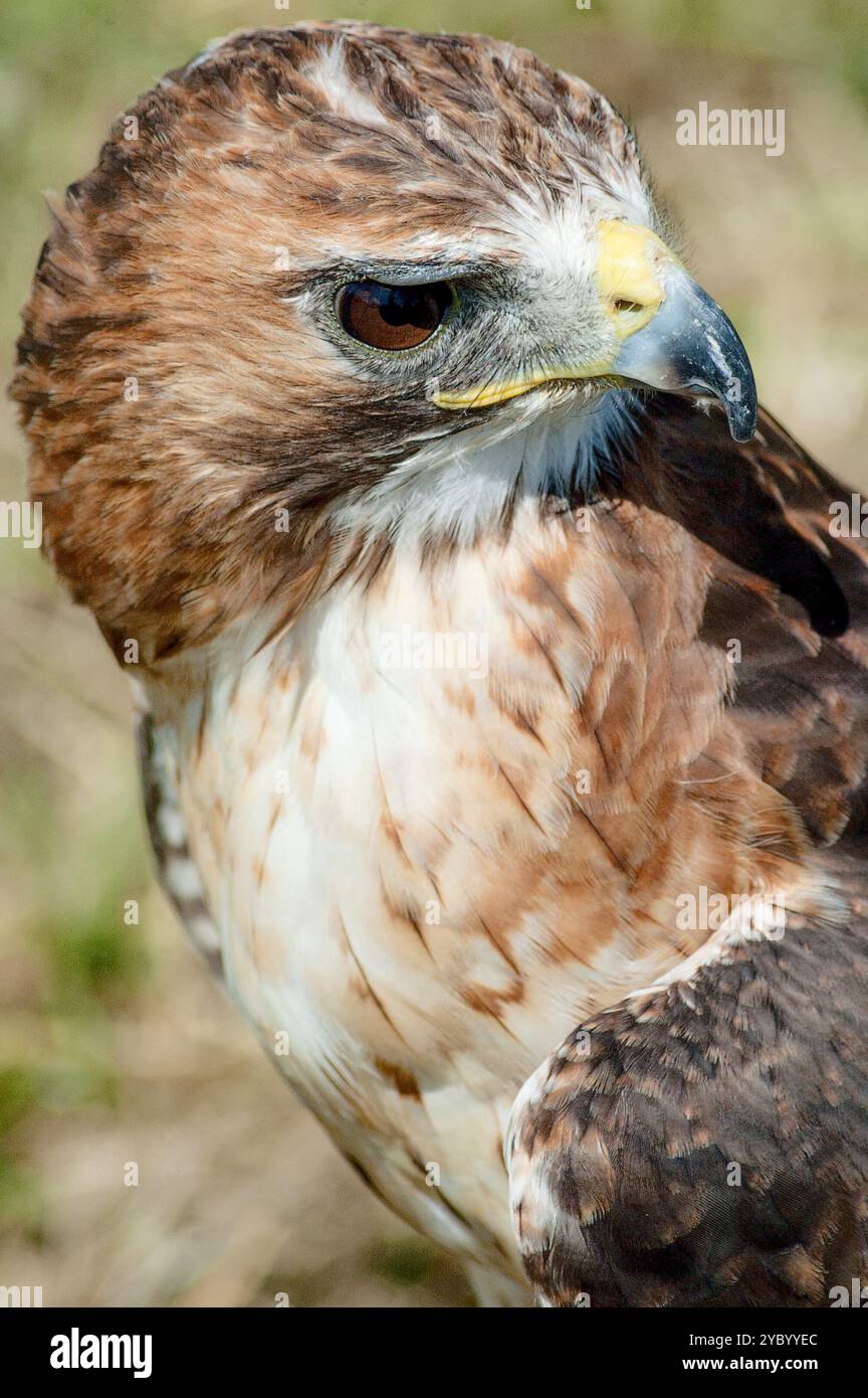 A bird of prey at a falconry display at a country show in Yorkshire, UK ...