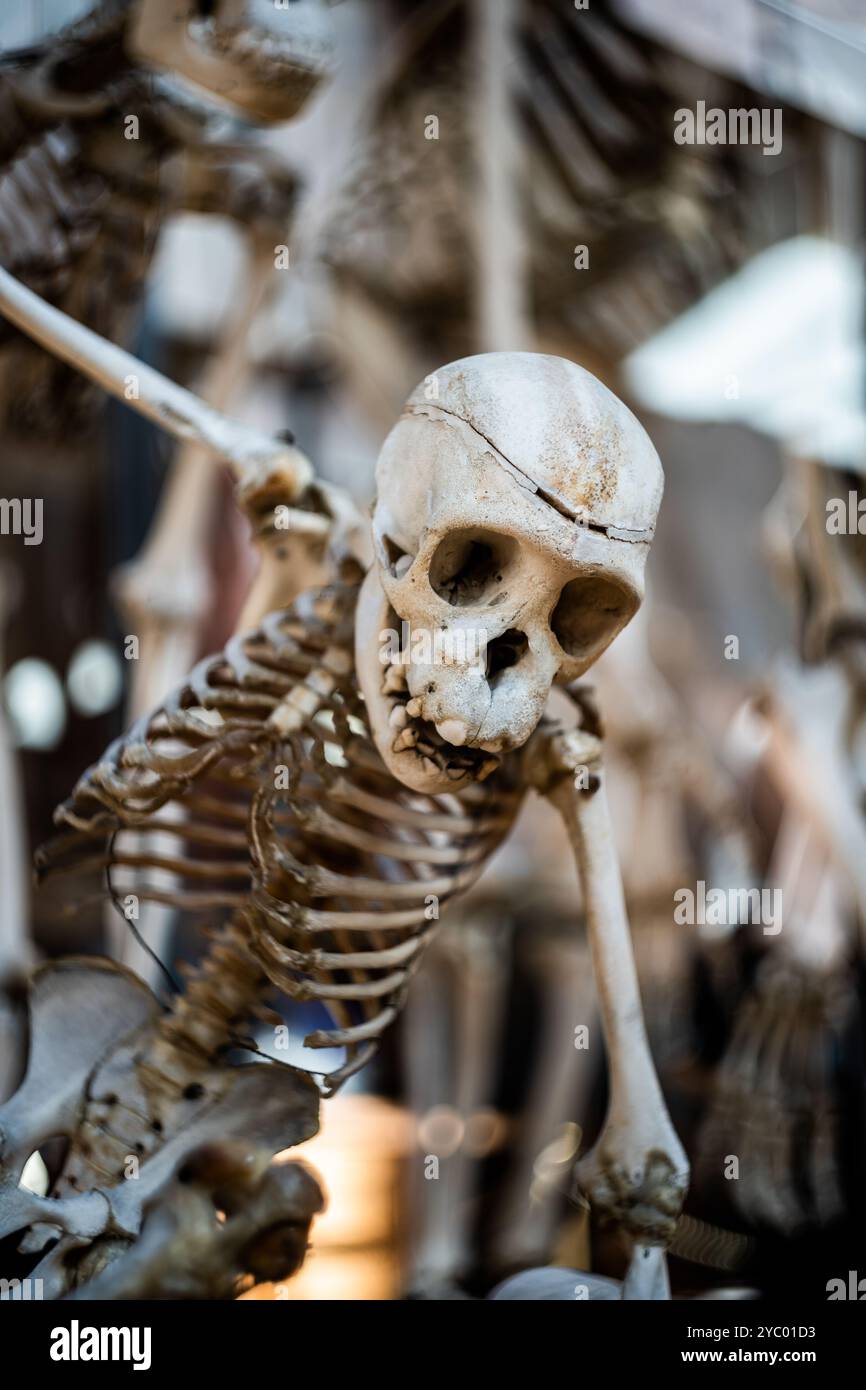 Monkey or ape white skeleton face centered Stock Photo - Alamy