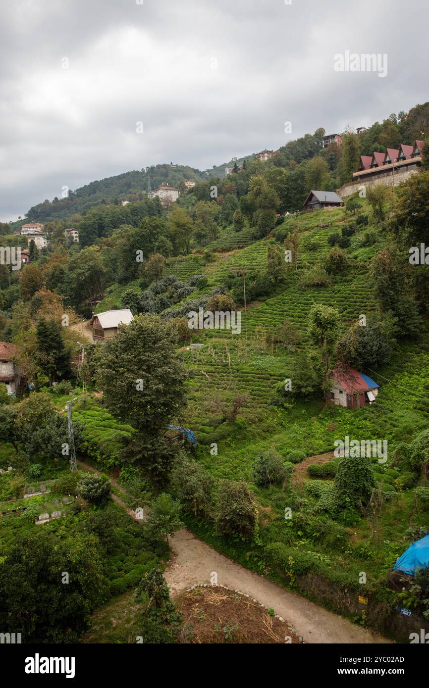 Scenic View of Tea Plantations in Çayeli, Rize, Turkey – Lush Green ...