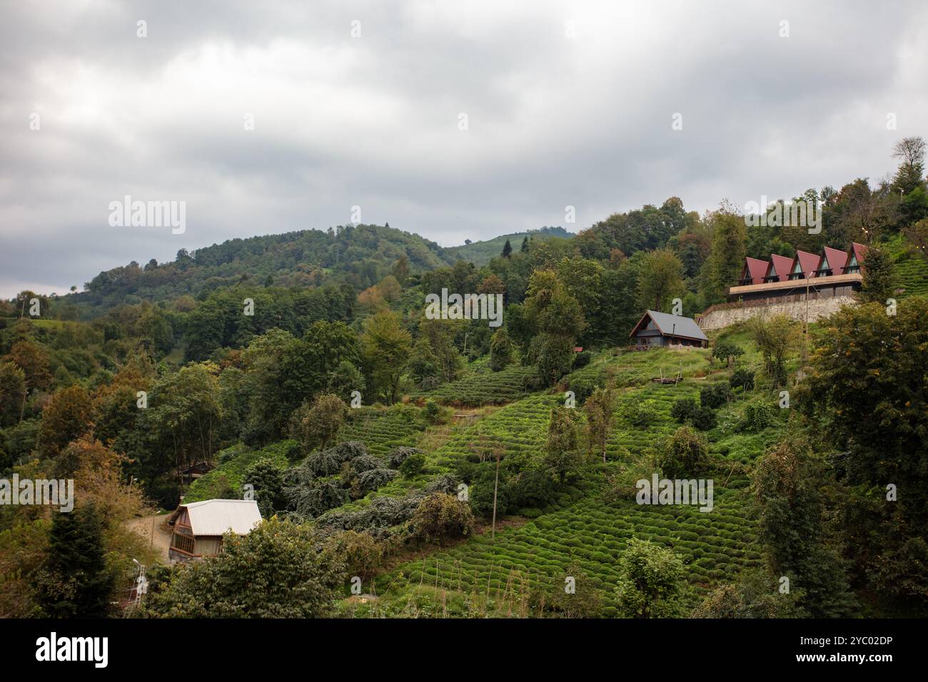 Scenic View of Tea Plantations in Çayeli, Rize, Turkey – Lush Green ...