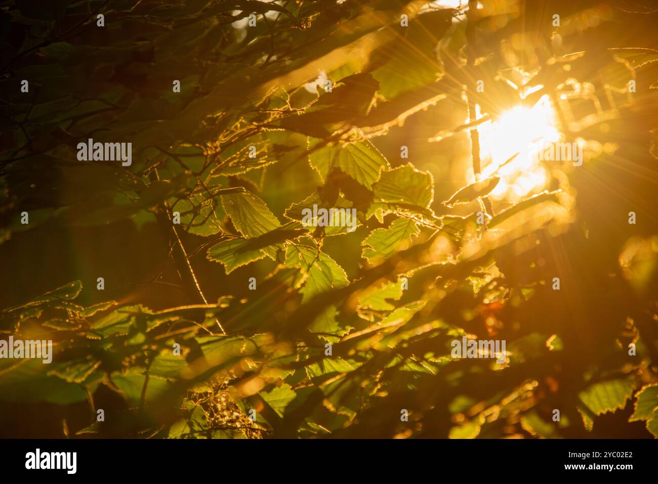 The sun shines brightly through the leaves of trees in forest ...
