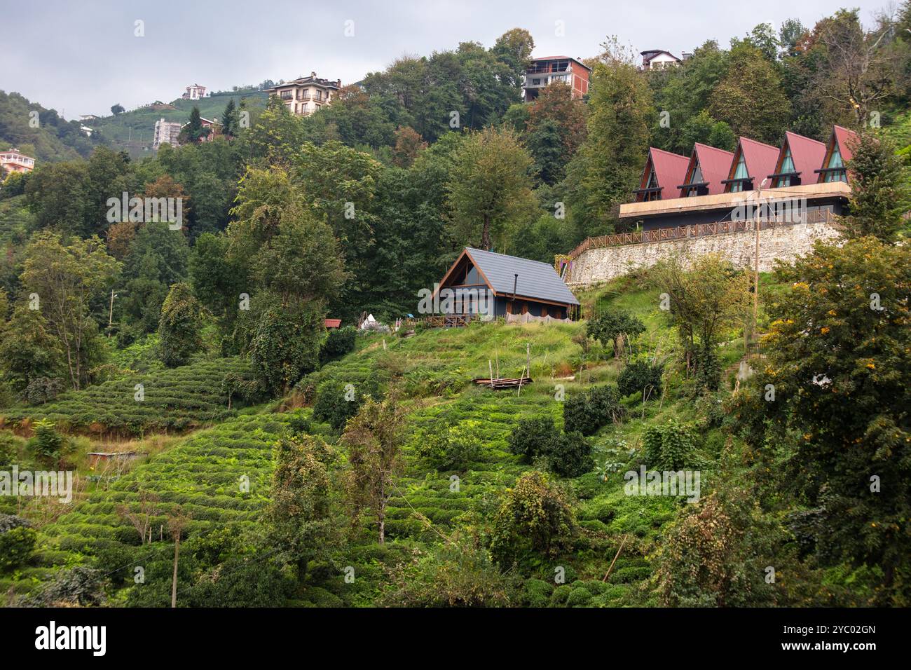 Scenic View of Tea Plantations in Çayeli, Rize, Turkey – Lush Green ...