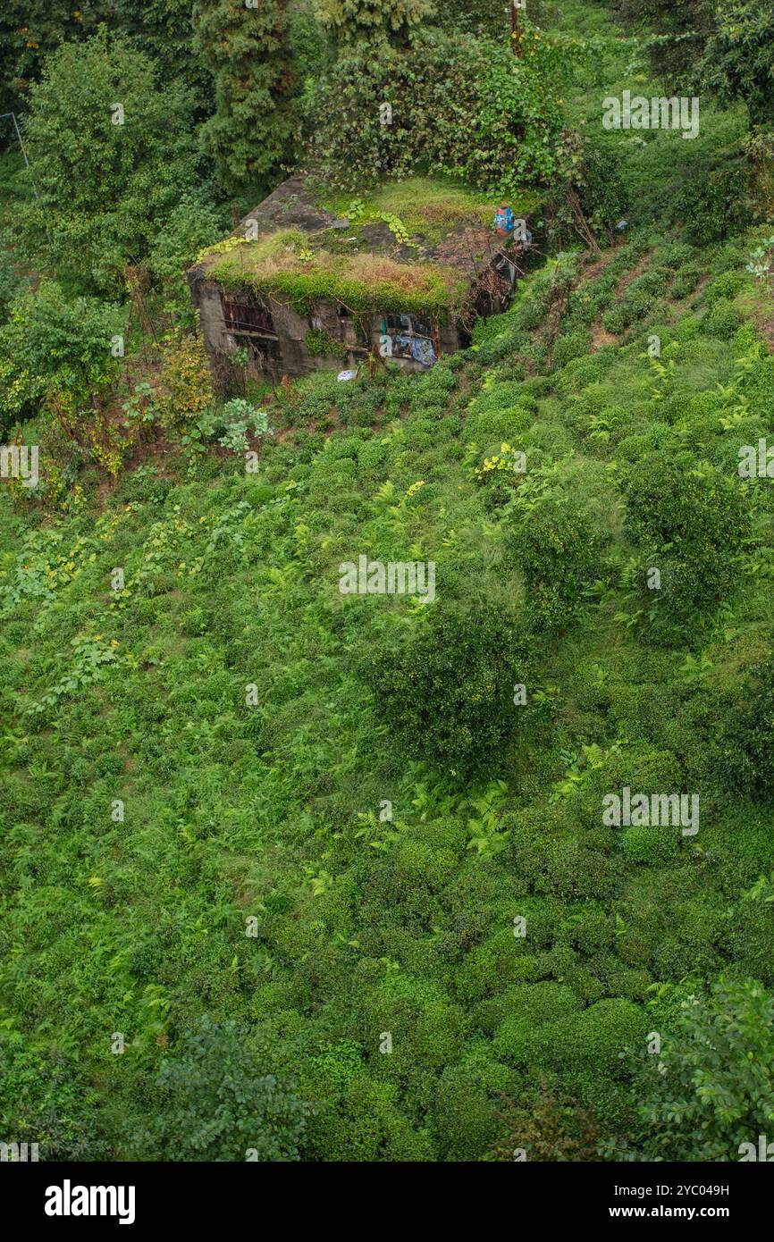 Scenic View of Tea Plantations in Çayeli, Rize, Turkey – Lush Green ...