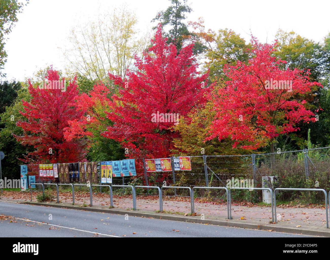 ...Blick auf prachtvoll im Herbstlaub leuchtende Amberbaeume ...