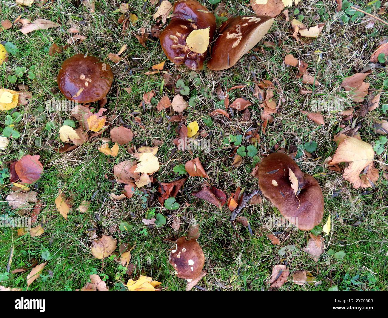 Unter birken hi-res stock photography and images - Alamy