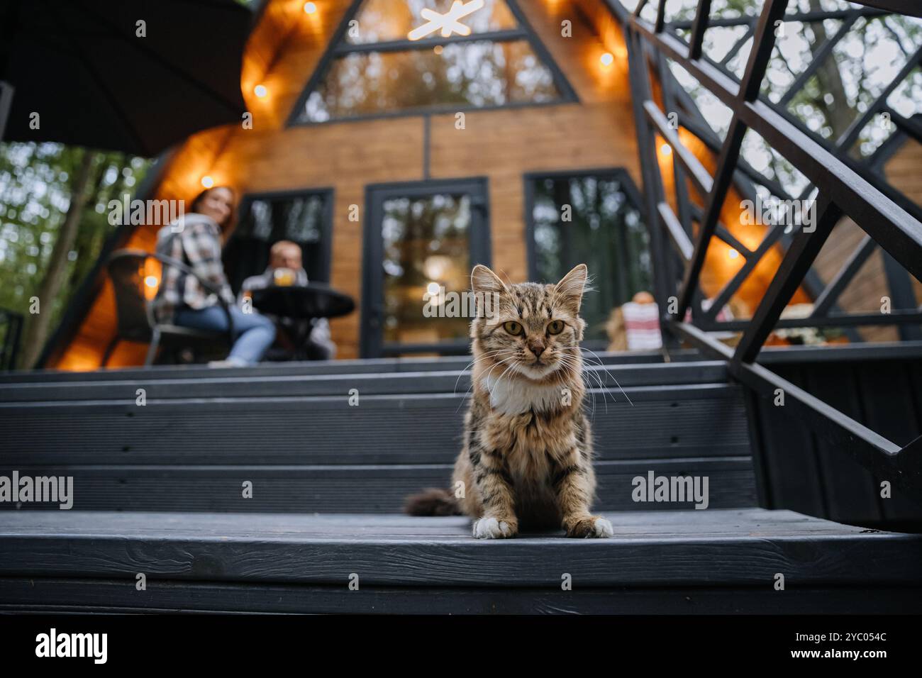 Cat sitting on the terrace steps of wooden A-frame cabin, creating a ...