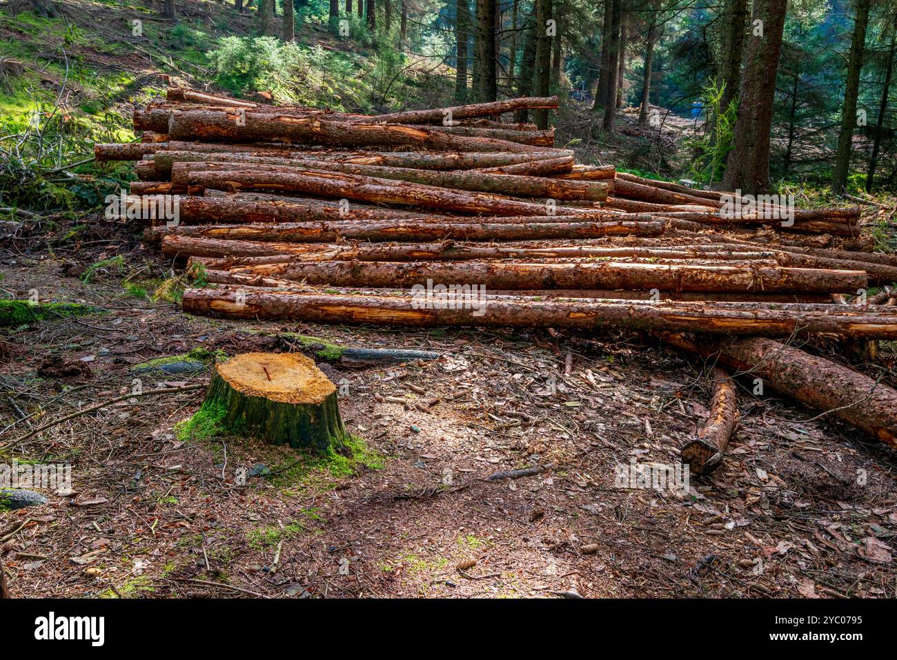 Deforestation in Peak District Stock Photo - Alamy