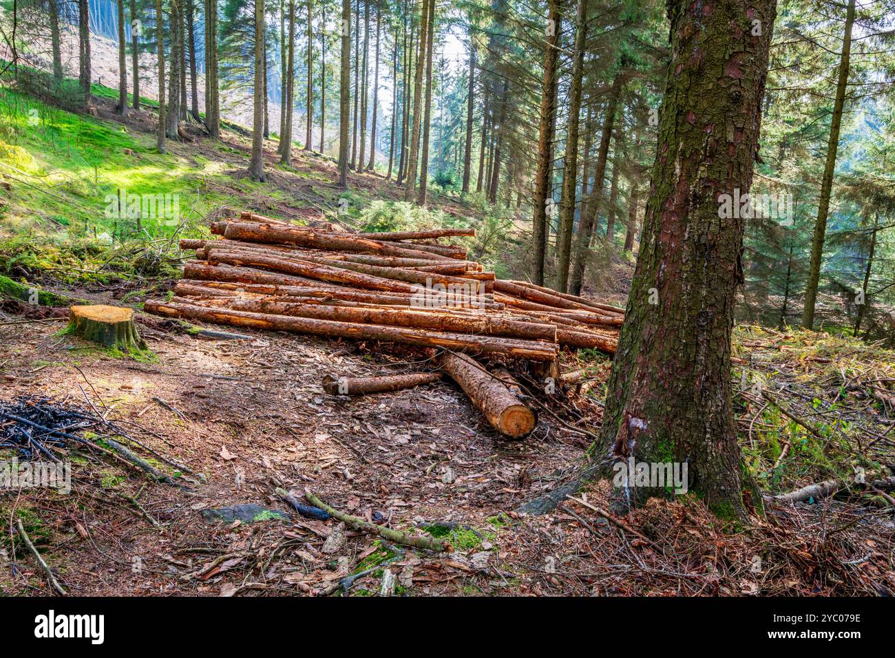 Beautiful deforestation hi-res stock photography and images - Alamy