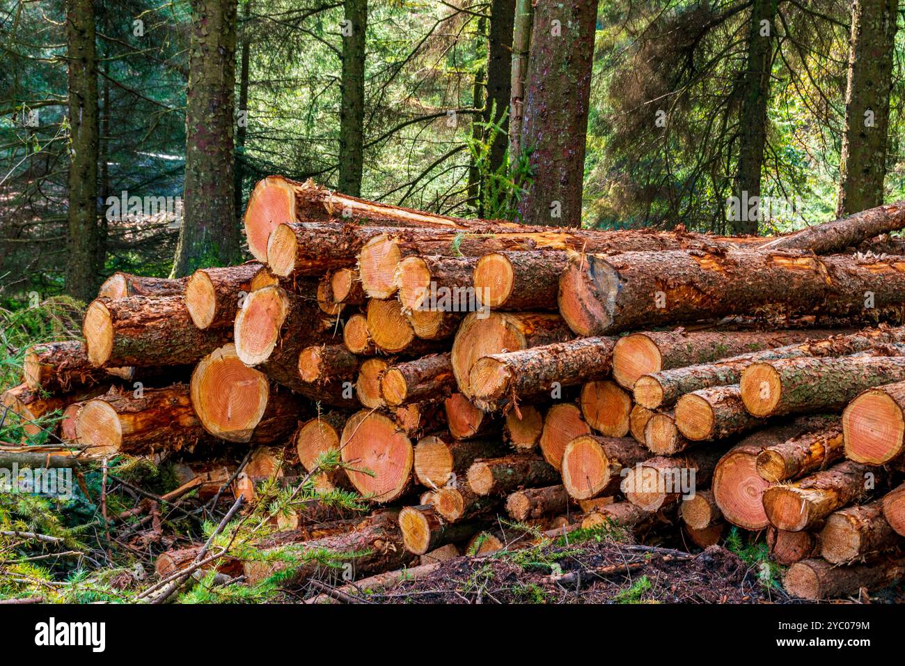 Deforestation in Peak District Stock Photo - Alamy