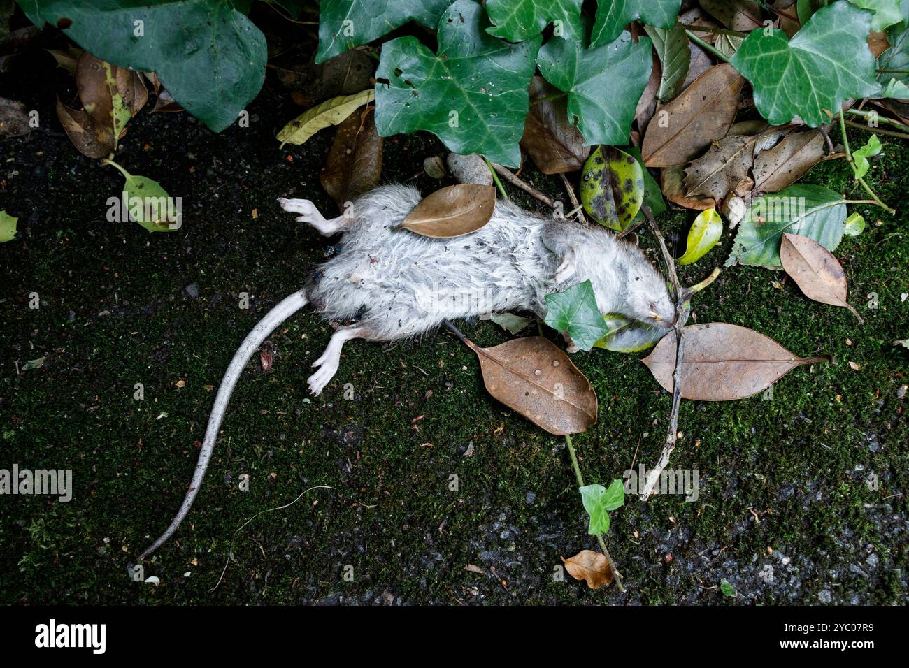 A dead rat, lying on its back among foliage in a London park, UK Stock ...
