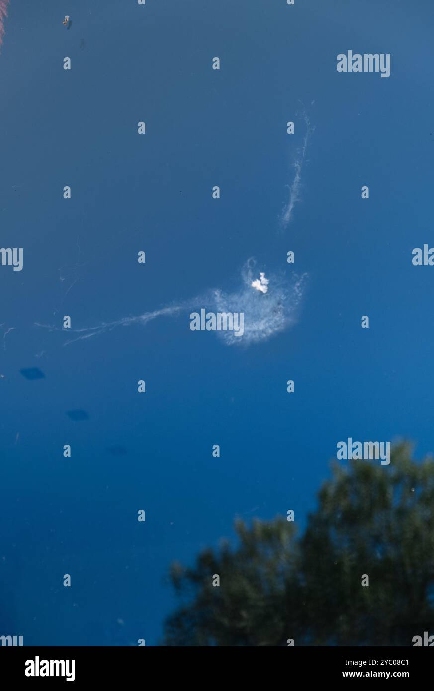 vertical Collision mark or impact of a pigeon, against a large window ...