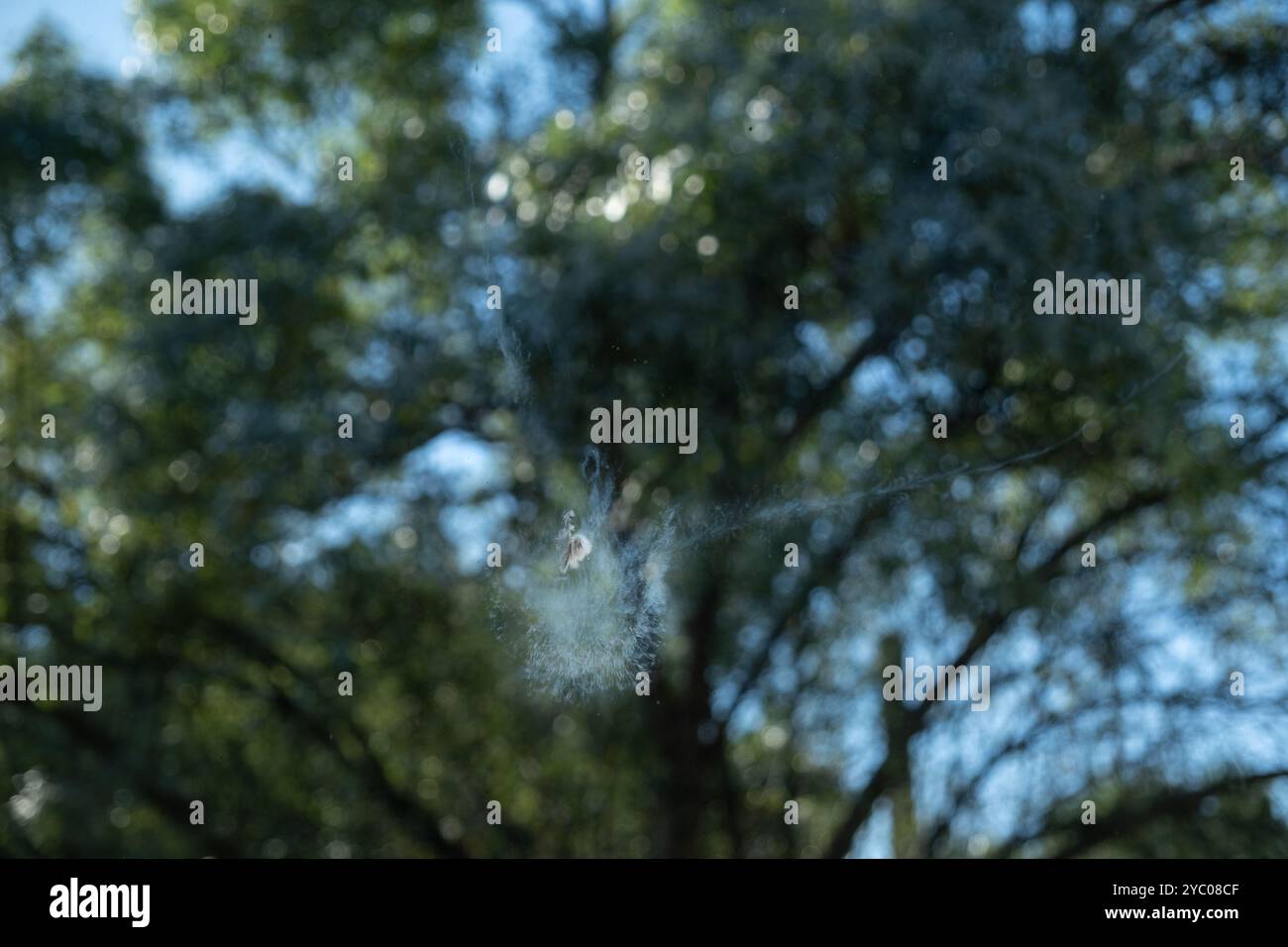 Collision mark or impact of a pigeon, against a large window of a ...