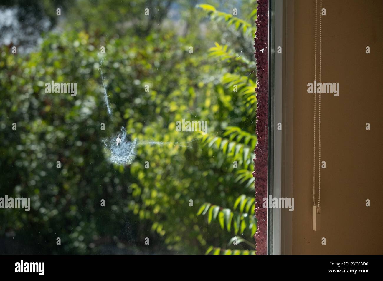 Collision mark or impact of a bird, probably a pigeon, against a large ...