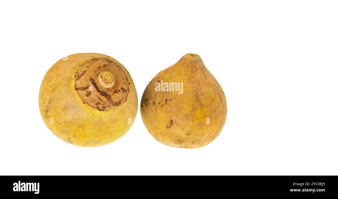 Quararibea cordata - Ripe tropical sapote fruit Stock Photo - Alamy