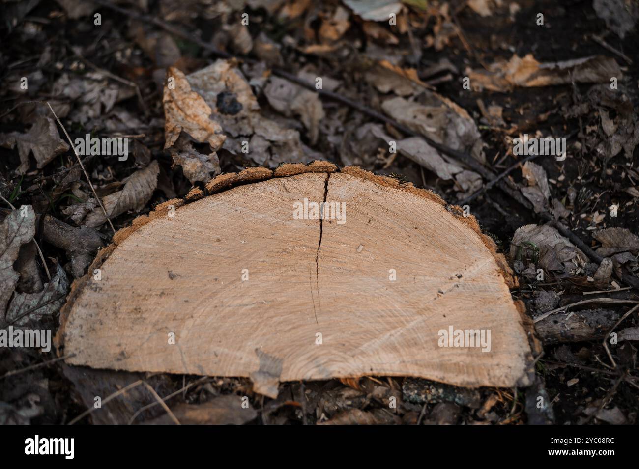 Cross-section of a freshly cut tree stump amidst fallen leaves Stock ...