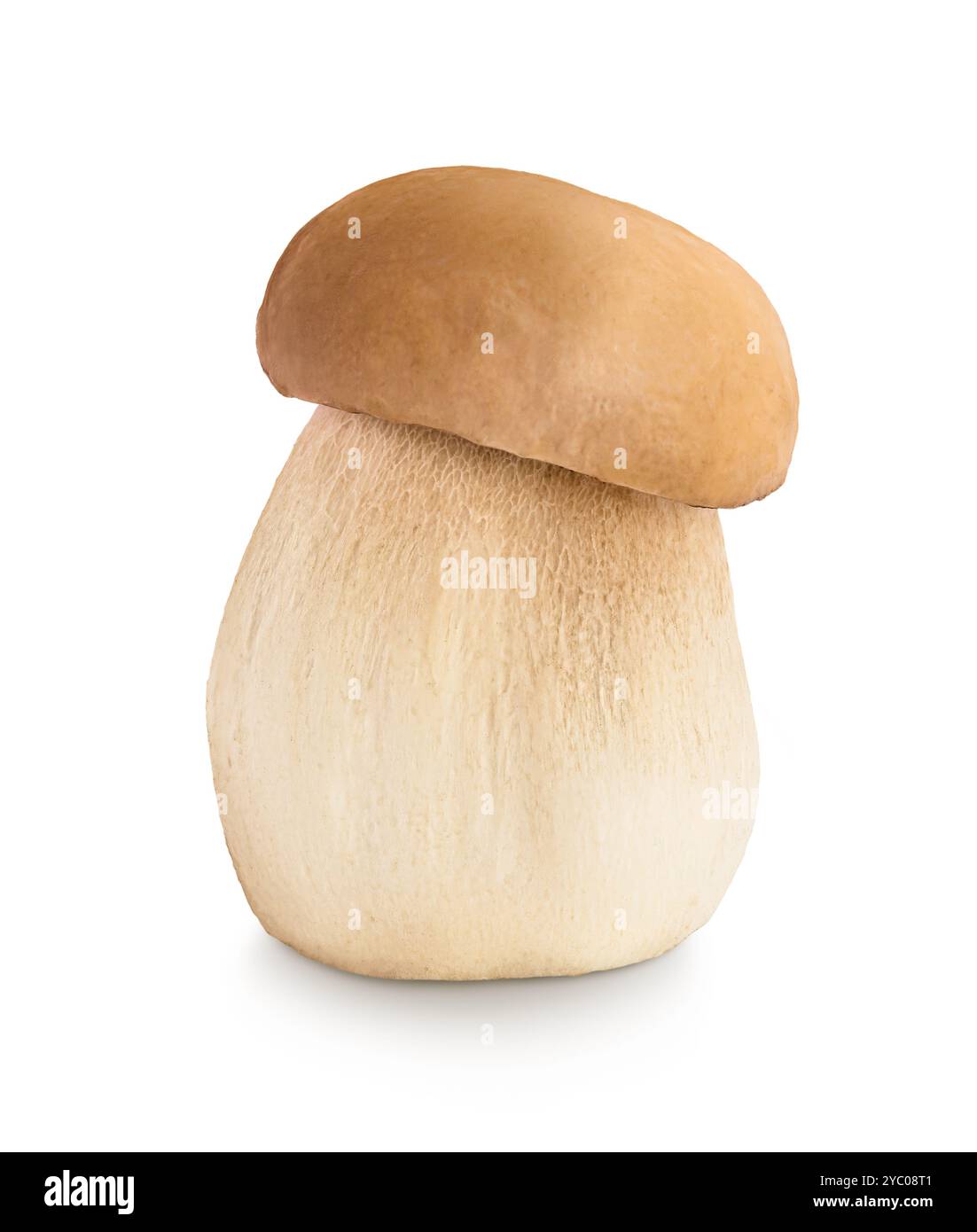 Fresh porcini cep mushroom isolated on white background with full depth ...