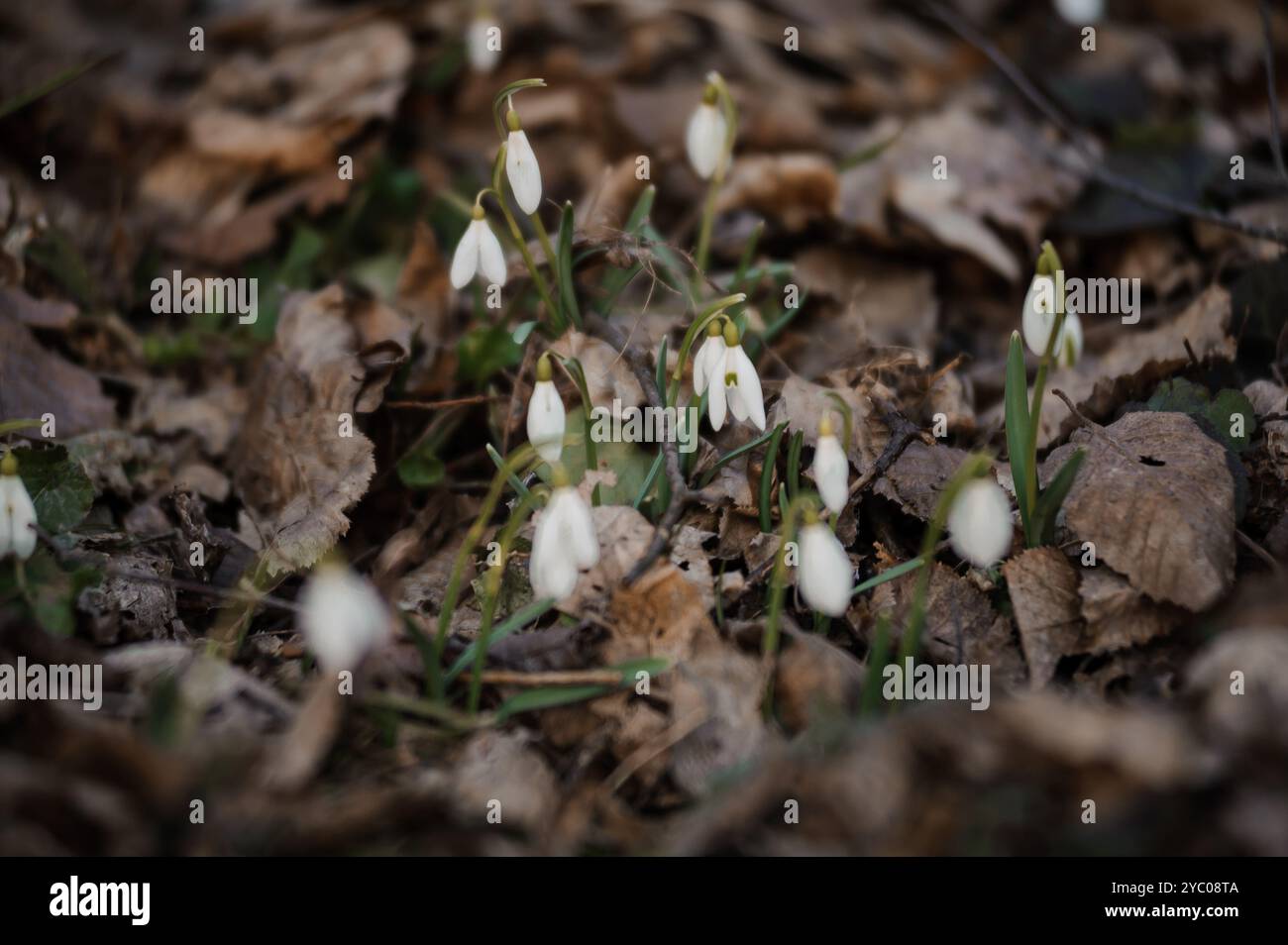 Delicate Snowdrops Emerging Through Winter Leaves in a Forest Floor ...