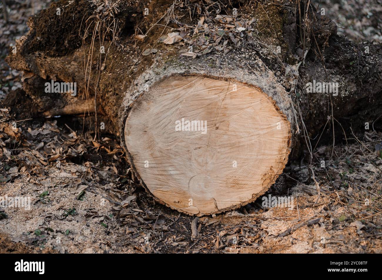 Cross-Section of a Tree Stump on Forest Floor Stock Photo - Alamy