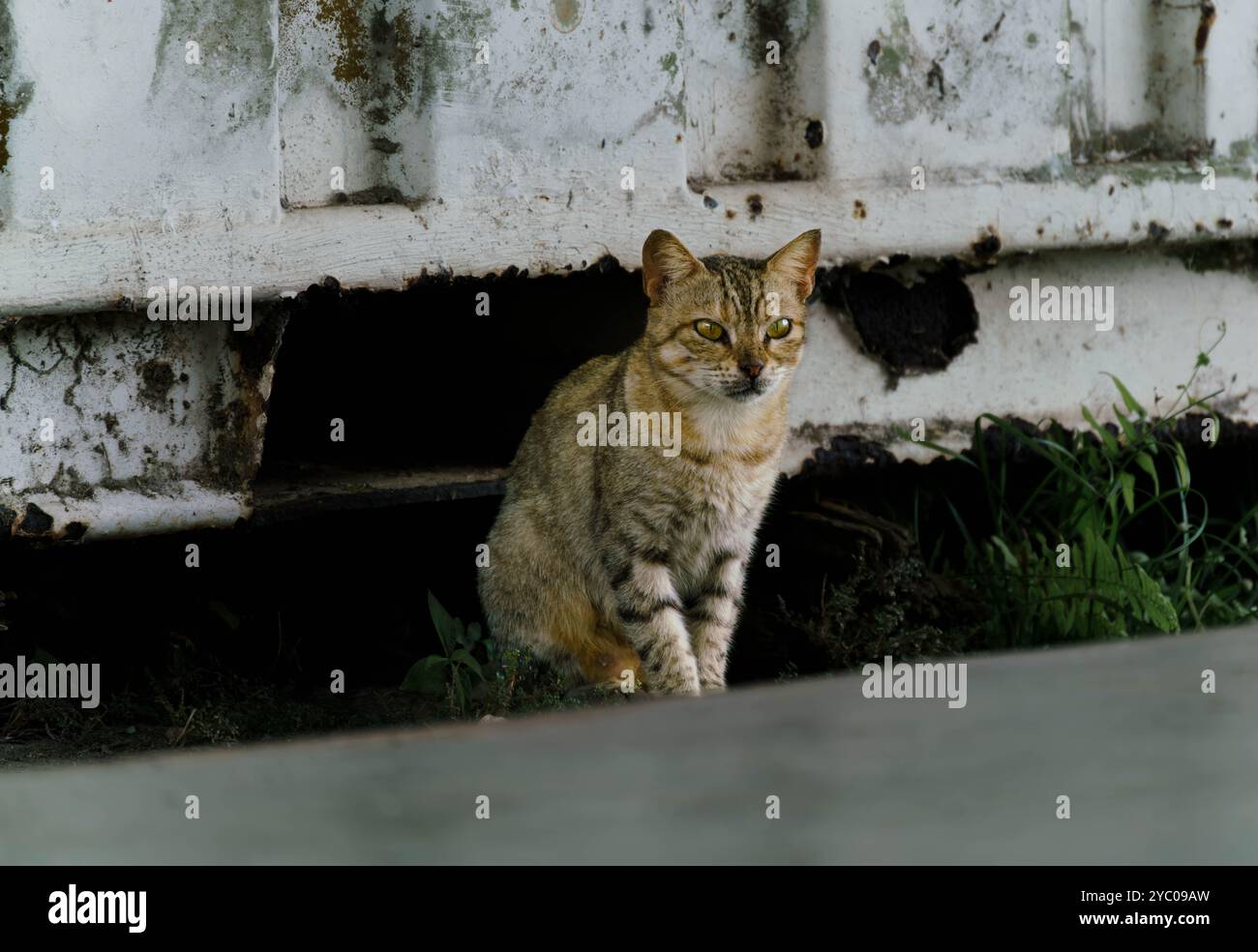 portraits of stray cats in the street Stock Photo - Alamy