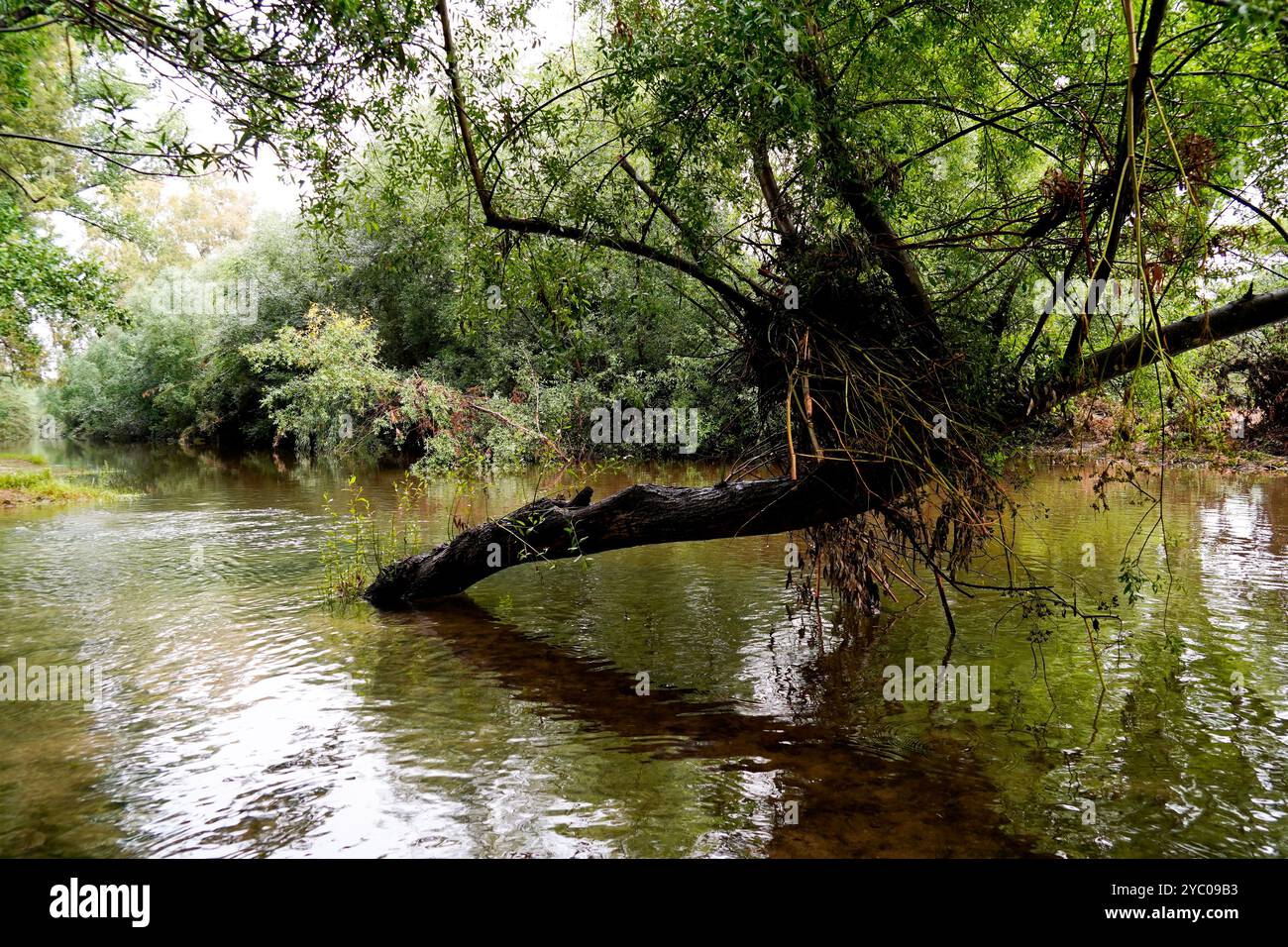 The natural spring of Su Gologone whose waters flow into the Cedrino ...