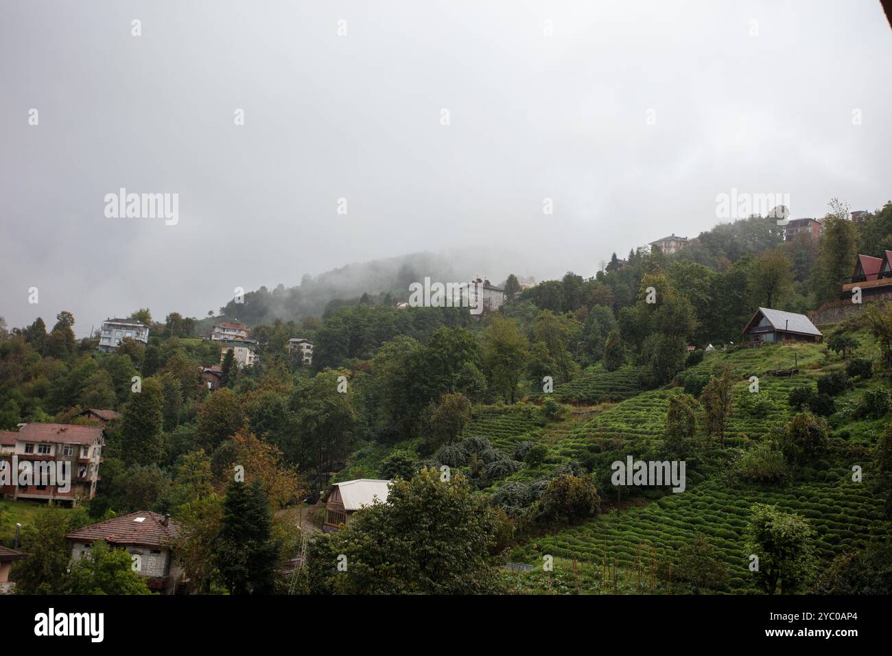 Scenic View of Tea Plantations in Çayeli, Rize, Turkey – Lush Green ...
