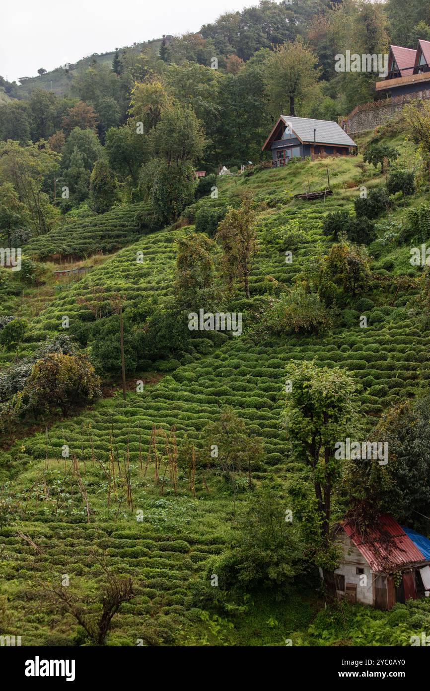 Scenic View of Tea Plantations in Çayeli, Rize, Turkey – Lush Green ...