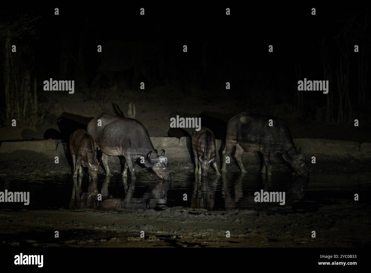 Herd of african buffalo are drinking. Herd of buffaloes during night ...