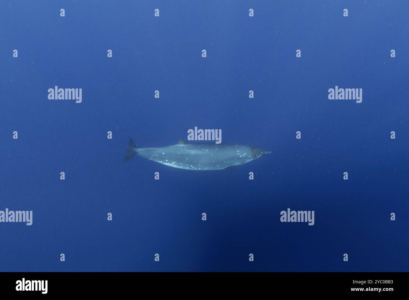 Rare species of whale. Beaked whale in deep of ocean. Marine life in ...