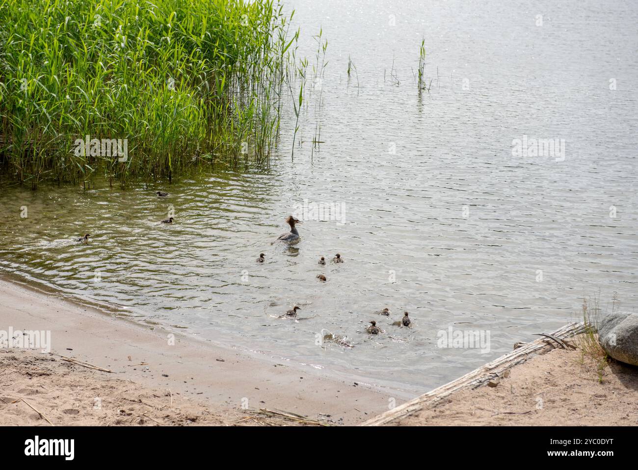 Small flock ducks swim hi-res stock photography and images - Alamy